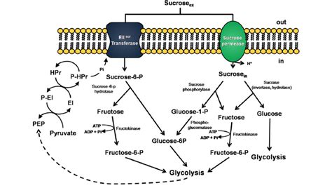 Schematic Representation Of The 2 Sucrose Utilization Systems Pep Pts