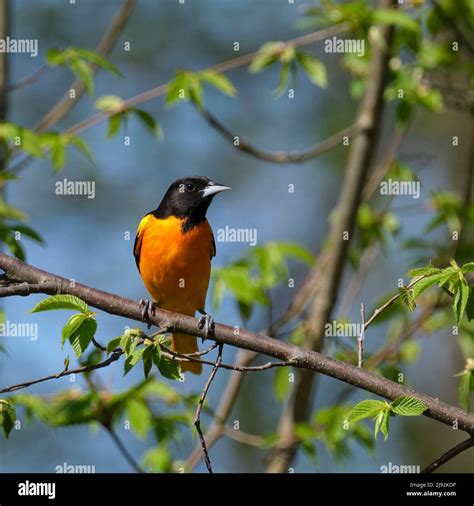 A Beautiful Black And Orange Baltimore Oriole Stops For A Rest On A