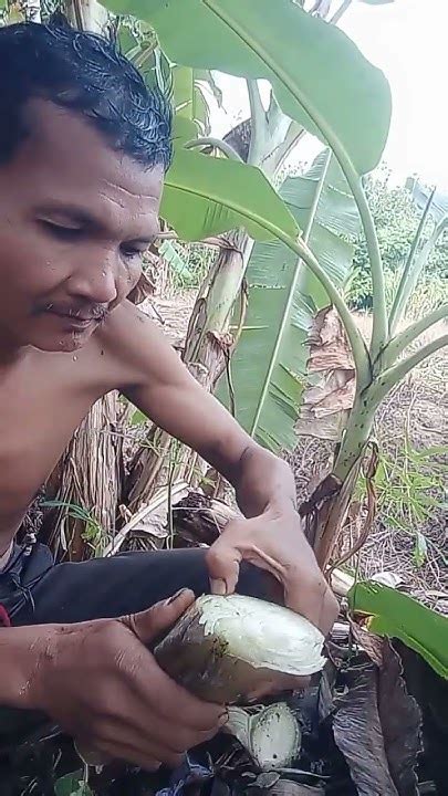 ដើមចេក Shorts Youtube