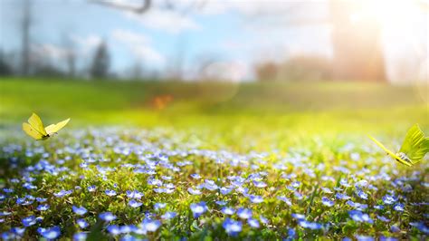 The Meaning Of Spring Origin Of Spring Petal Talk