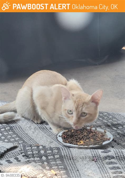 Oklahoma City Ok Stray Male Cat Found Near Parkridge Drive Council