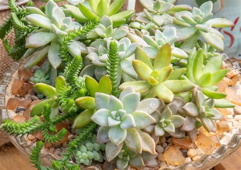 How To Take Care Of Mini Succulent Plants The Complete Guide