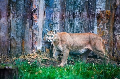 Premium Photo Mountain Lion Cougar Puma Portrait