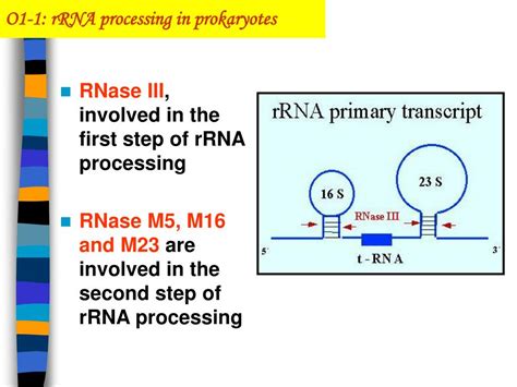 Ppt Rna Processing And Rnps Powerpoint Presentation Free Download Id 426909