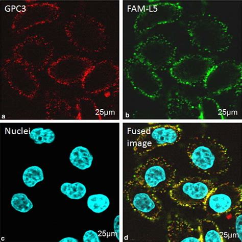 The Location Of The Gpc3 Expression And Fam L5 Binding On The Hepg2