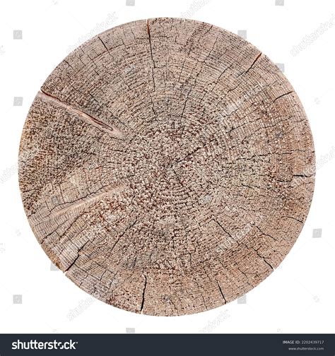 Cross Section Tree Trunk Showing Growth Stock Photo 2202439717 Shutterstock