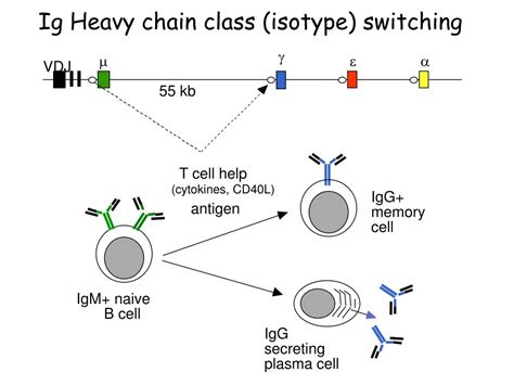 Ppt B 细胞的活化 Powerpoint Presentation Free Download Id 5789357