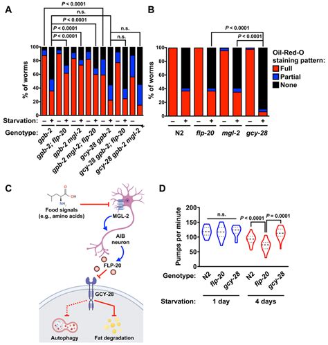 Flp 20 Mgl 2 And Gcy 28 Modulate Starvation Induced Fat Degradation