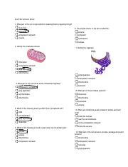 Cell Structure Quiz Docx Cell Structure Quiz What Part Of The Cell Is Responsible For