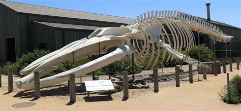 Blue Whale Skeleton Display Whaling Museum Largest Whale Skeleton Art