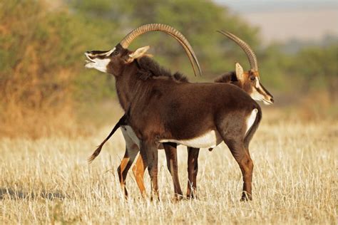 Sable Antelope Facts Critterfacts