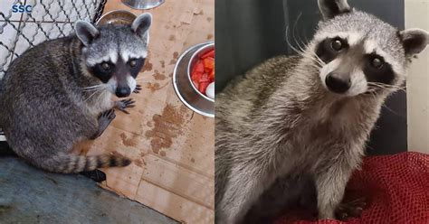 Capturan A Tierno Mapache Al Interior De Una Casa En Iztapalapa Foto