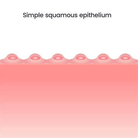 Épithélium Squameux Simple Vecteur Premium