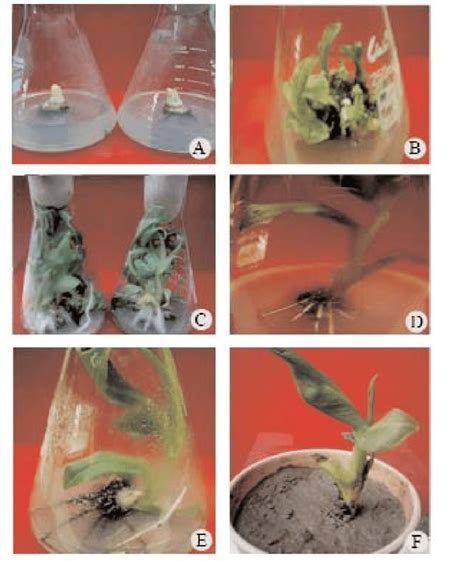 A F In Vitro Propagation Of Banana Musa Sp Cv Sabri A Download Scientific Diagram