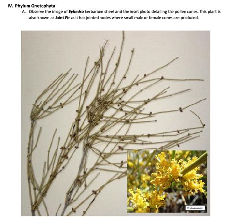 Solved Phylum Gnetophyta A Observe The Image Of Ephedra
