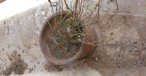 DIY Drip Irrigation System Made Using IV Bottle And Tube