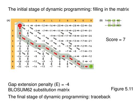 Introduction To Sequence Alignment Mike Hallett David Walsh Ppt