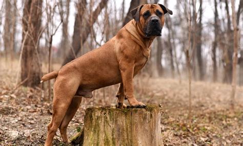 Boerboel Progression Growth Chart Milestones And Training Tips A Z