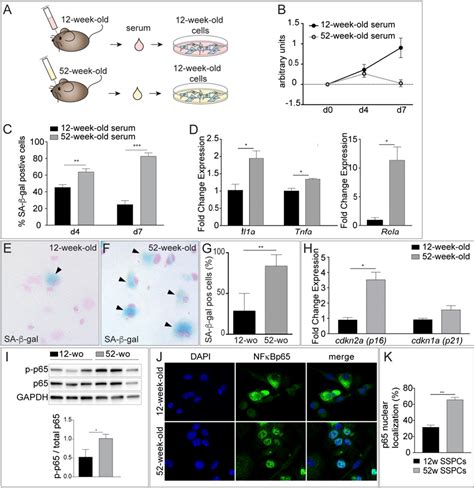 Sessile Serrated Polyposis Cancer Syndrome Semantic Scholar