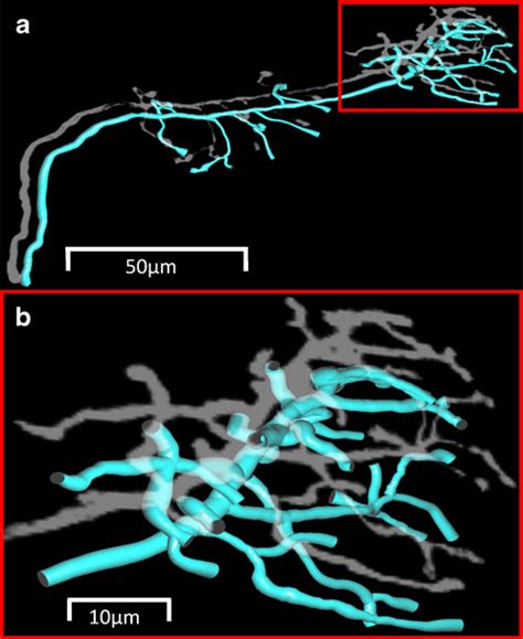 A Olfactory Projection Neuron Tree Sample Red Square Encompasses
