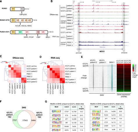 Runx1 Eto And Runx1 Evi1 Differentially Reprogram The Chromatin Landscape In T821 And T321