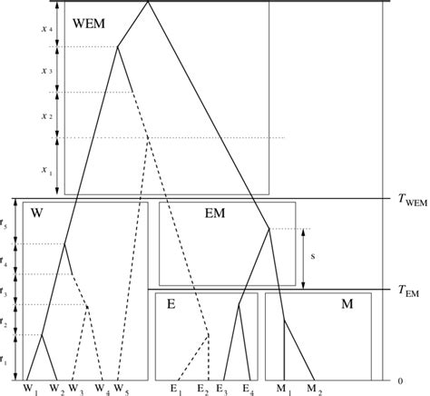 An Example Of Hybrid Coalescent Processes In A Population Tree With Download Scientific Diagram