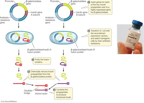 Recombinant Dna Technology With Diagram