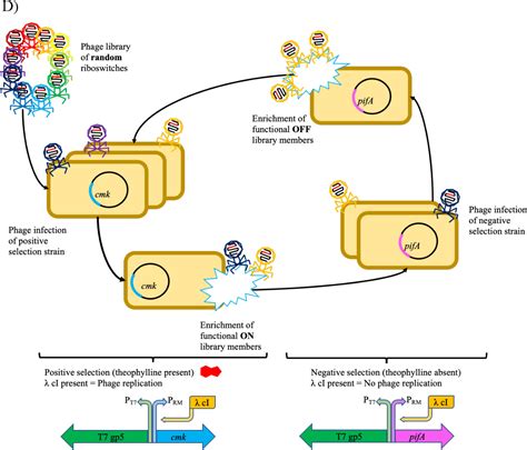 Accelerated Evolution Using The Phage T 7 And Its 1 Application To Evolve Riboswitches 2