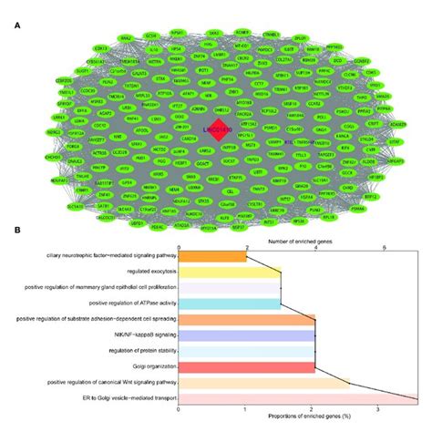 Functional Enrichment Analysis Of Protein Coding Genes Co Expressed