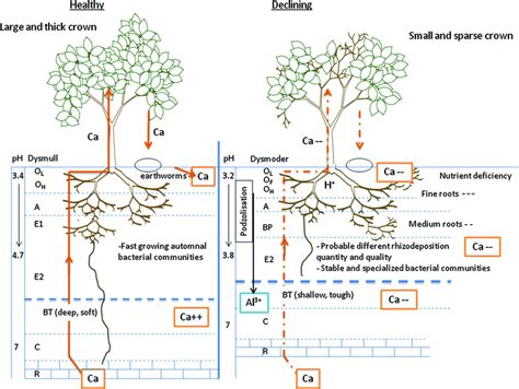 Calcium Cycle In Soil