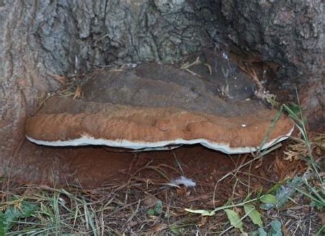 Ganodermataceae Alchetron The Free Social Encyclopedia