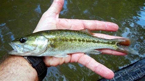 Different Types Of Bass The 8 Voice Types Explained With Examples