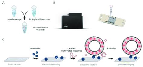 A Labelling Protocol For Biotinylated Liposomes B Nanoimager