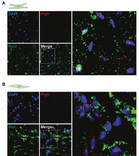 Prostaglandin F2α Receptor Expression Profile In Murine Hearts A B Download Scientific
