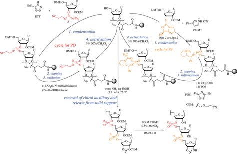 Solid Phase Synthesis And Properties Of Stereocontrolled Boranophosphate Phosphate And