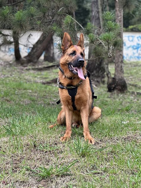 狗 德国牧羊犬 森林 Pixabay上的免费照片