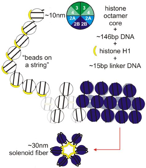 The Nucleosome Is The Fundamental Unit Of Dna Organization In The