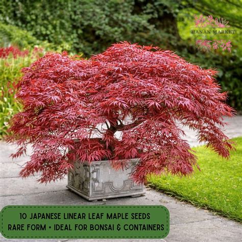 10 Dwarf Japanese Red Linear Leaf Maple Seeds Bonsai Ornamental Tree