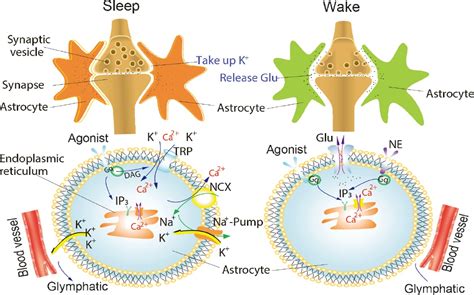 Neural Regeneration Research