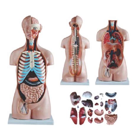 Tri Sex Torso 21 Parts Fibre Microteknik