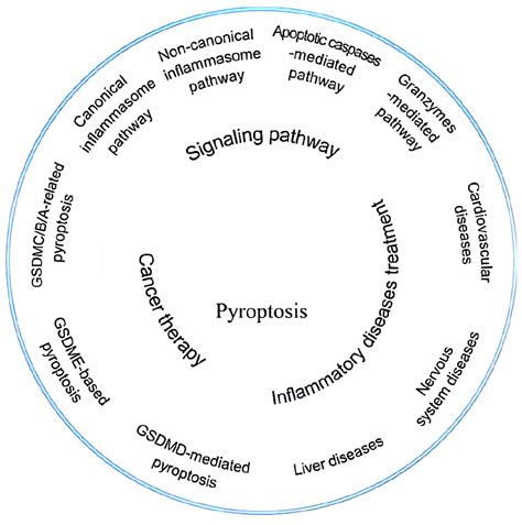 Research Progress On The Effect Of Pyroptosis On The Occurrence