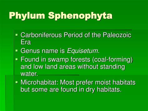Ppt Phylum Sphenophyta Horsetails Powerpoint Presentation Free