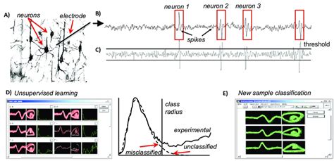 A The Extracellular Microelectrode Recordings Register The Activity Of
