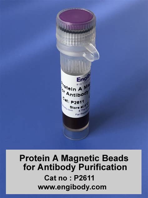 Protein A Magnetic Beads For Antibody Purification