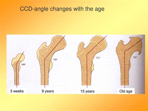 Clinical Anatomy Of The Lower Limb Ppt Download