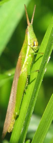 Cattail Toothpick Grasshopper Leptysma Marginicollis Bugguide Net