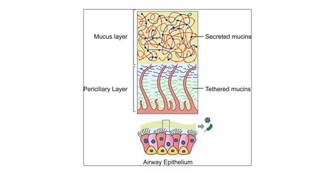 Mucin Biopolymers And Their Barrier Function At Airway 53 Off