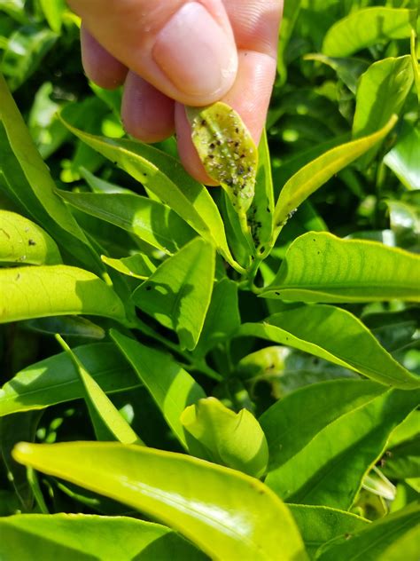 Orange Tree What Is This Black Bug Fuzz Rgardening
