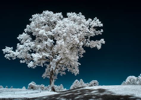 How To Process Infrared Photographs
