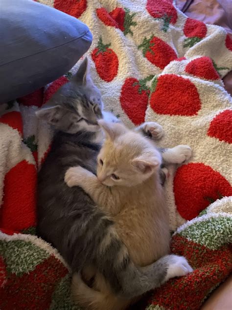 A Couple Of You Suggested Getting My New Cat A Friend So I Got My